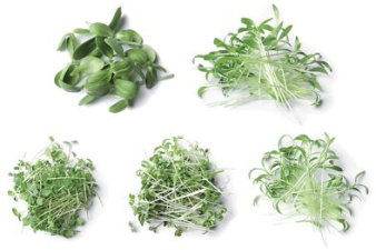 Découvrez notre gamme de micro-pousses | VOLTZ Maraîchage