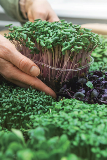 Découvrez notre gamme de micro-pousses | VOLTZ Maraîchage